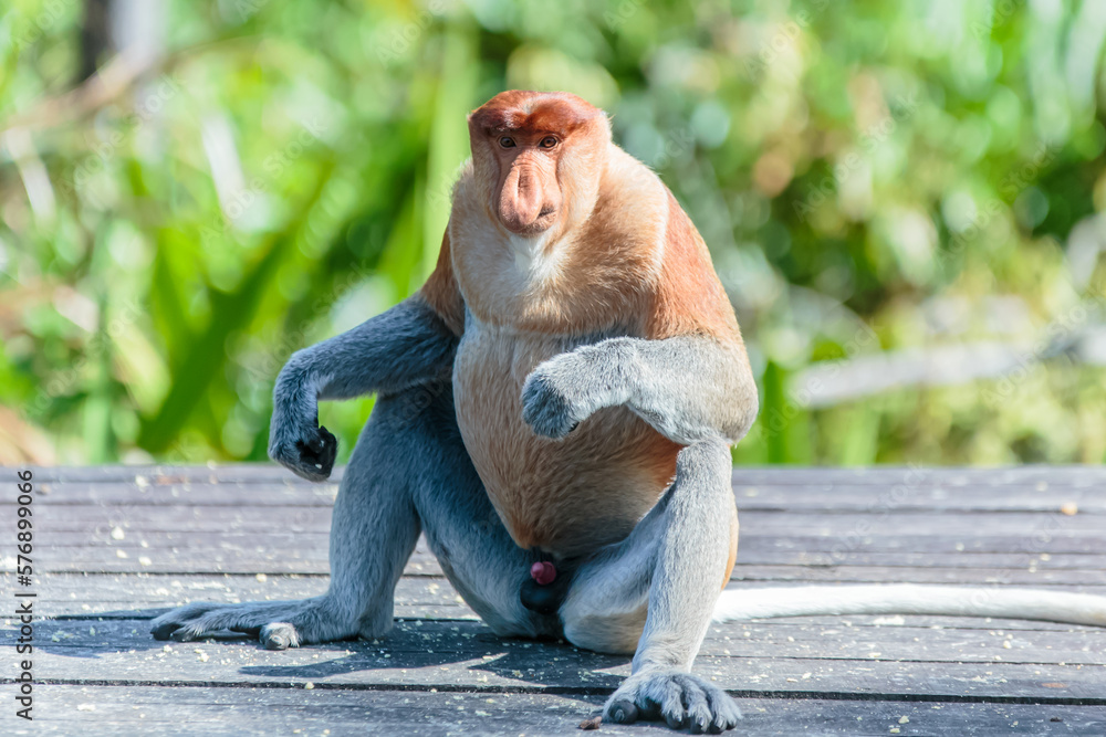 The proboscis monkey (Nasalis larvatus) or long-nosed monkey is a ...
