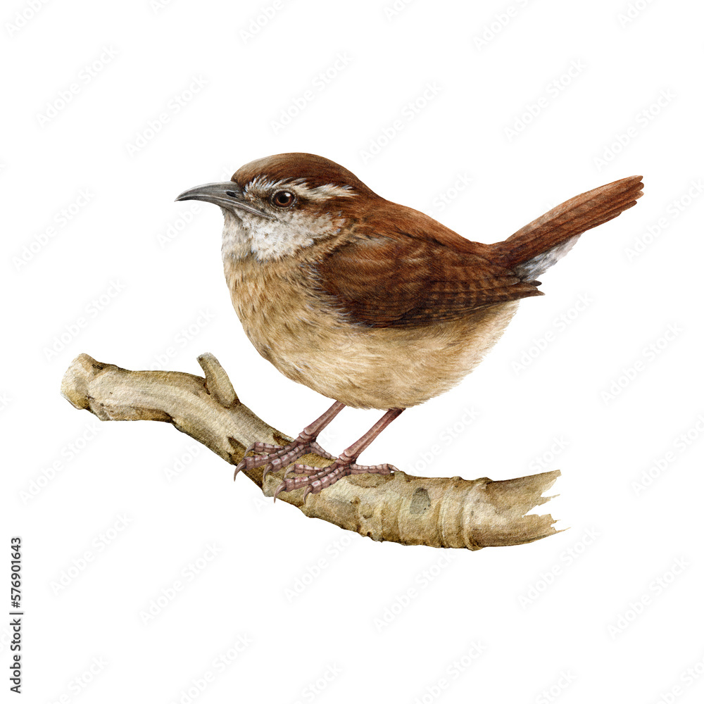 Carolina wren on the branch. Watercolor illustration. Tiny cute ...