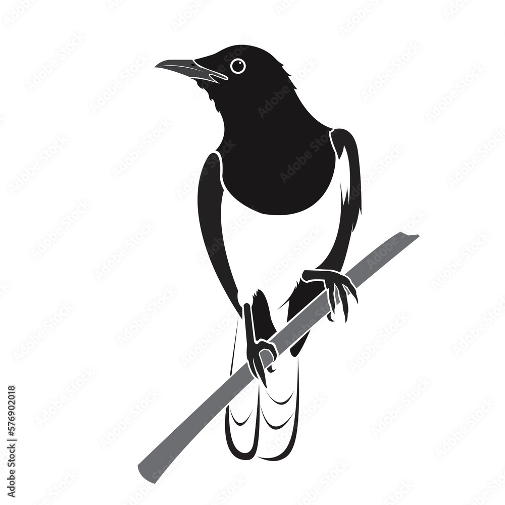 Oriental Magpie Robin design isolated on transparent background. Wild ...