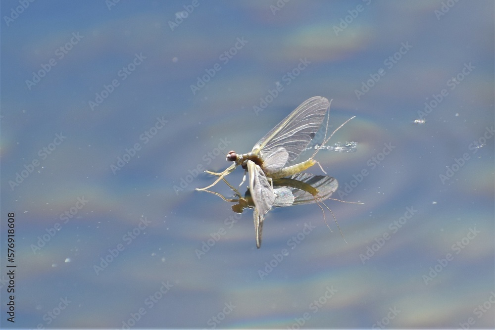 Mayfly sitting on the surface of water, stuck by the surface tension ...