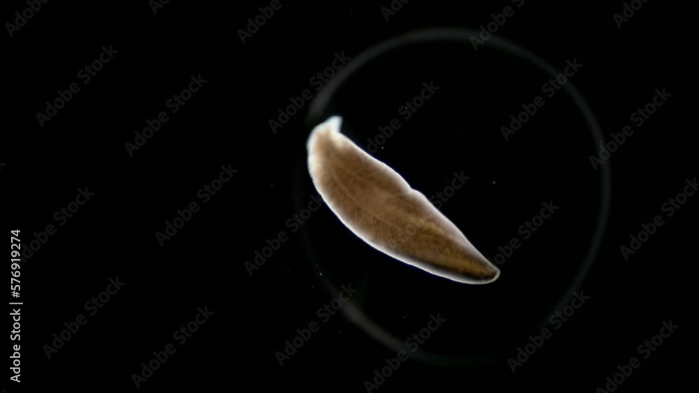 Worm family Procerodidae under a microscope, phylum Platyhelminthes ...