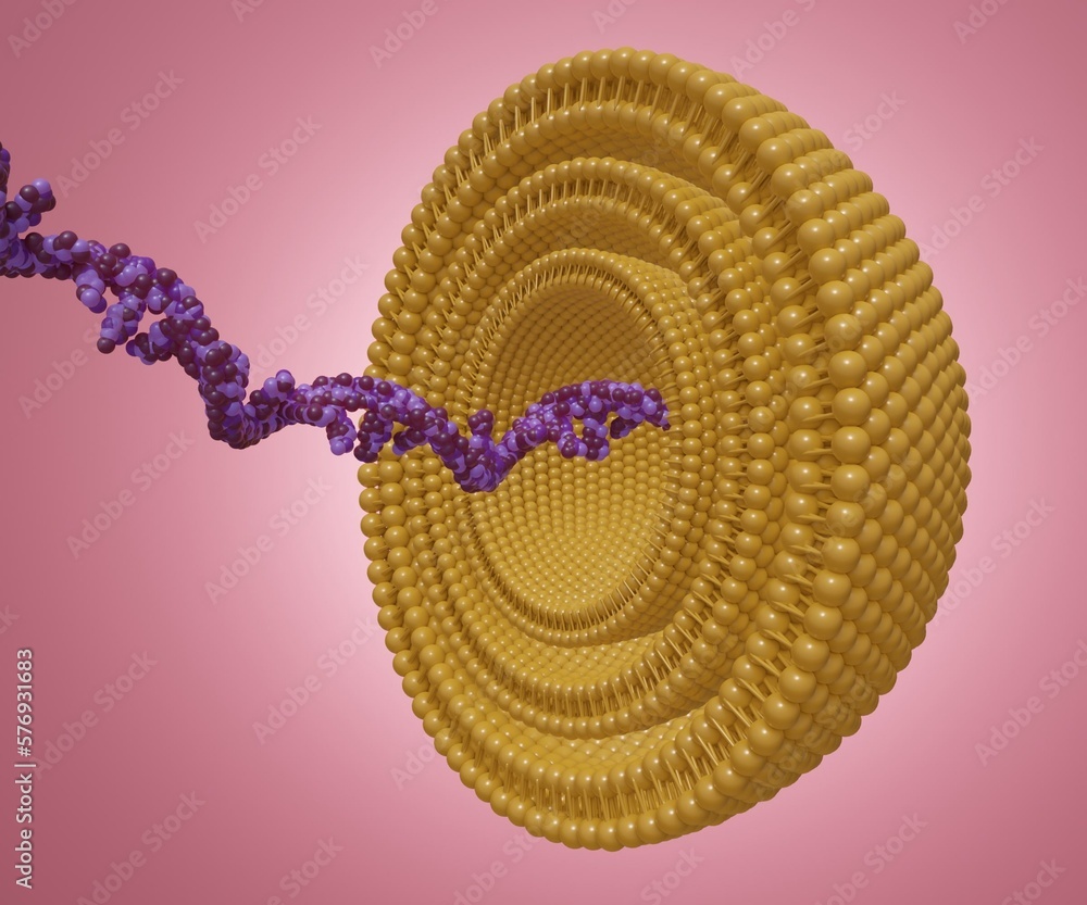 Isolated RNA strand inside of multi lamellar vesicle. genetic carrier ...