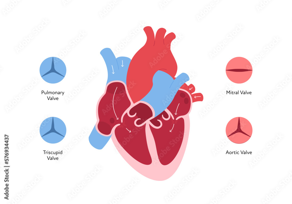Heart anatomy infographic chart. Vector color flat illustration. Inner ...