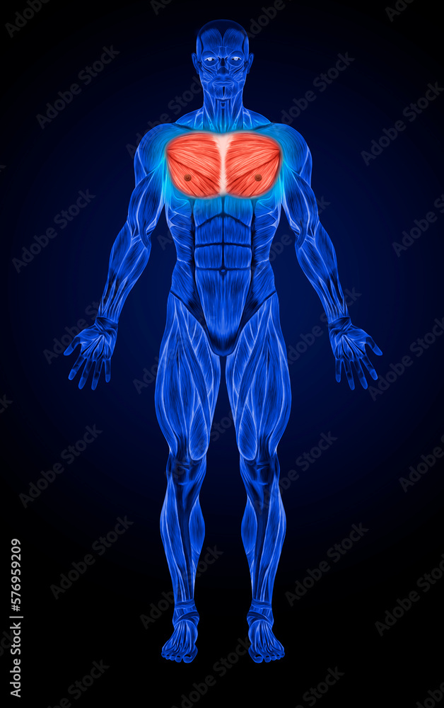 Chest Muscle Pectoralis Major Minor Anatomy muscles X-ray Stock ...