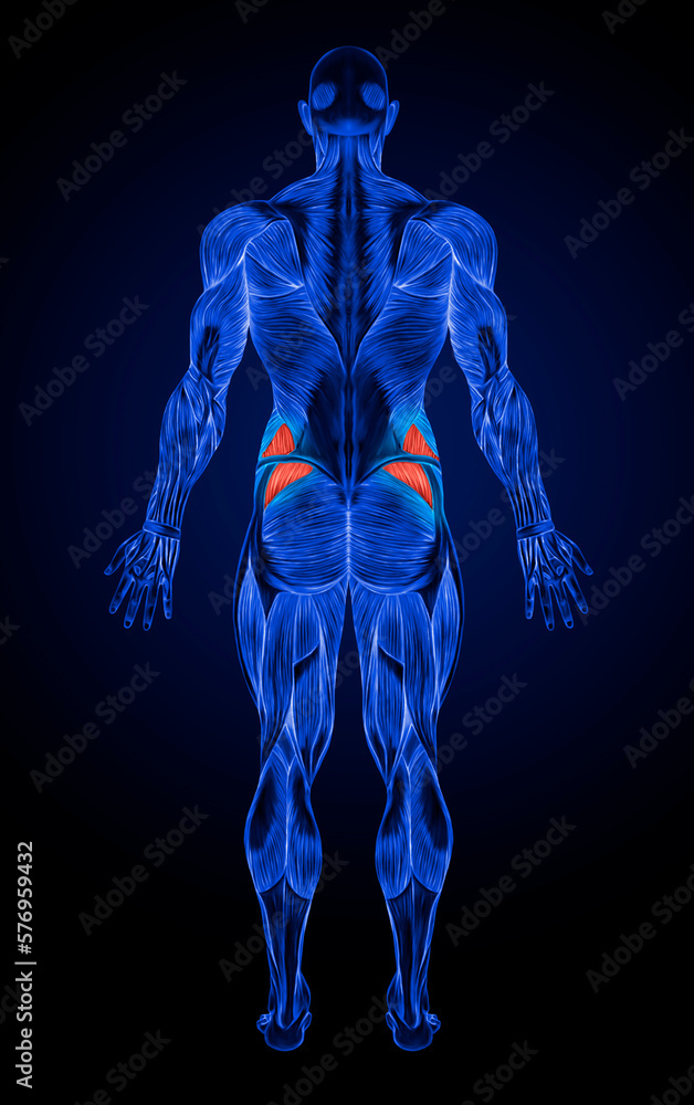 Gluteus Medius Anatomy Muscles X-ray Stock Illustration | Adobe Stock