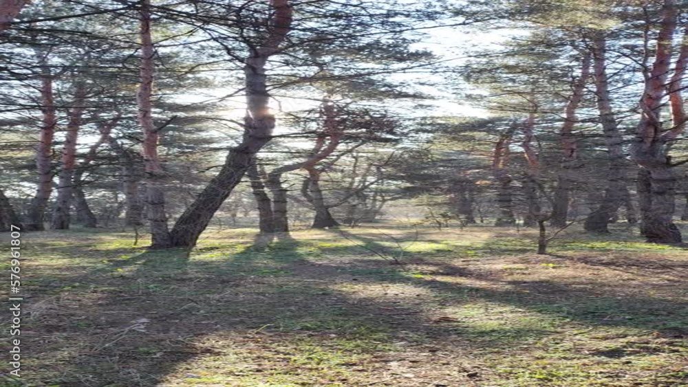 spring forest. the first spring grass in the forest. shadows from trees ...