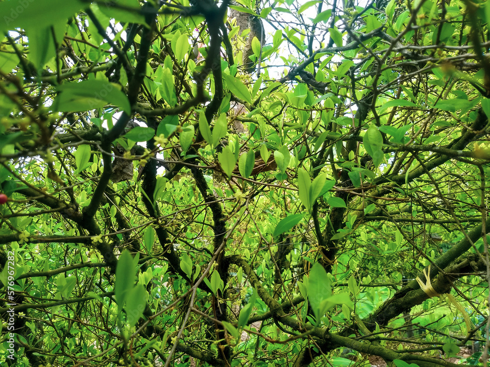 Foto de Árbol de coca, hoja de coca do Stock | Adobe Stock