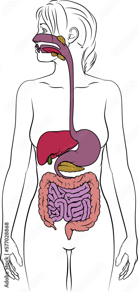 Digestive System Diagram In Females Digestive Female System