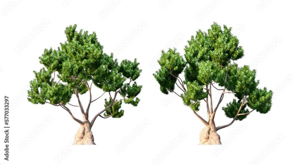 Vidéo Stock Growing trees isolated with alpha.3D animation growth grow ...