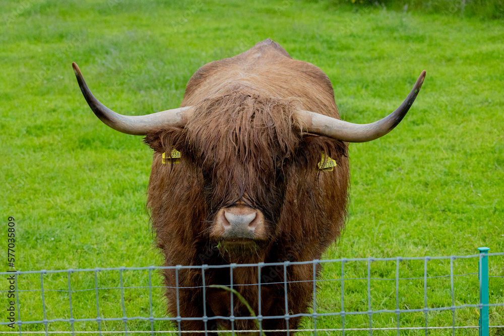 Highland cattle (cow) also called long-haired Highland cow, hairy cow ...