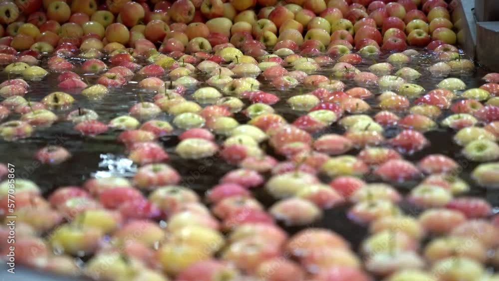 Apples Being Washed and Transported in Water Tank Conveyor in Fruit Processing Plant. Washing ...