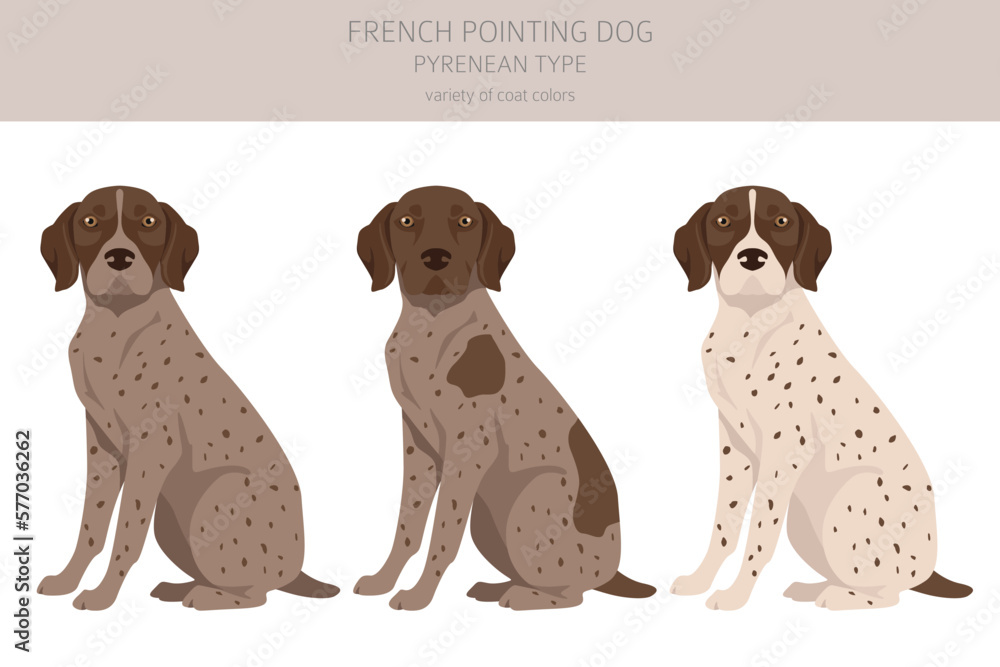 French pointing dog, Pyrenean type clipart. Different poses, coat ...
