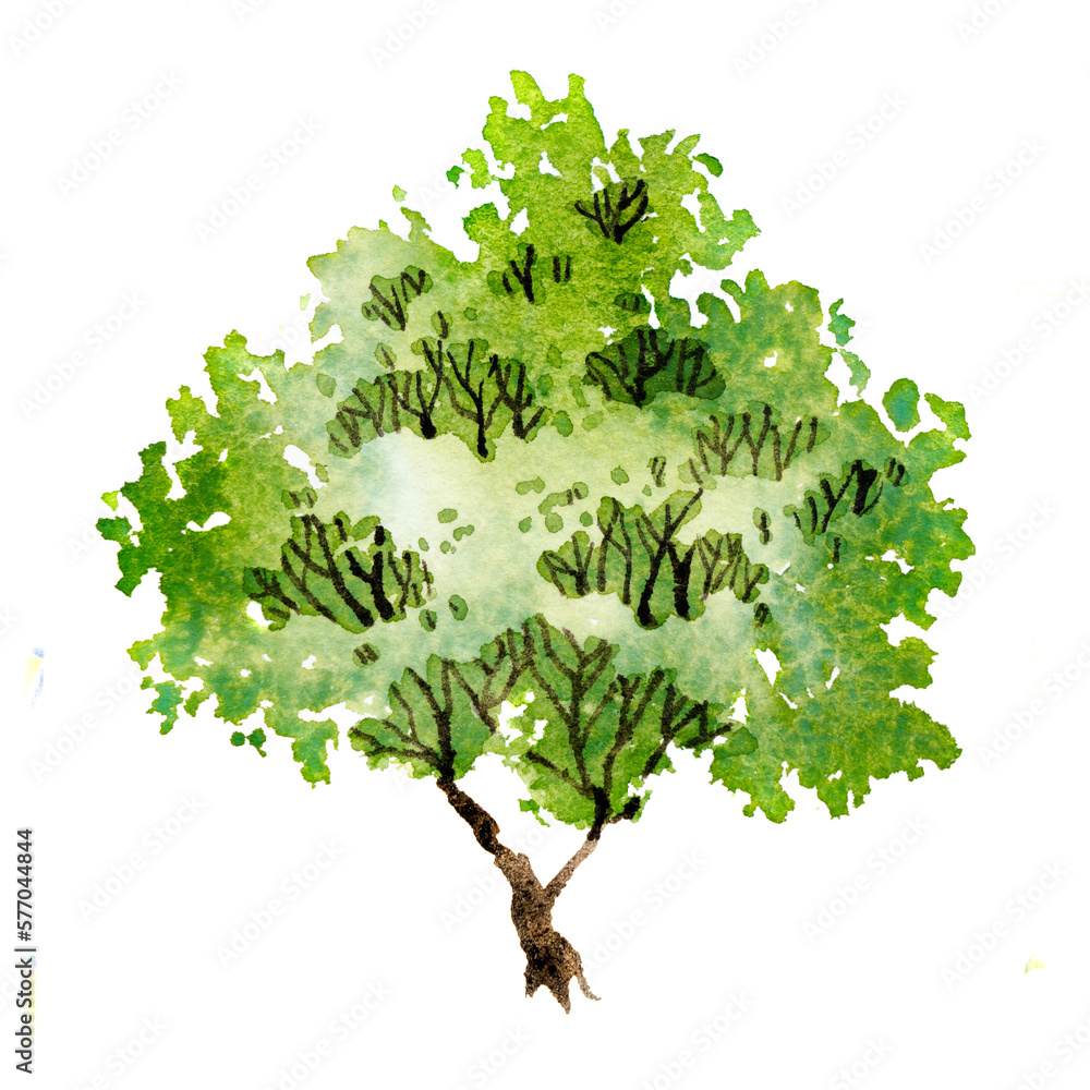 Green tree with leaves. Hand drawn watercolor painting, isolate on ...