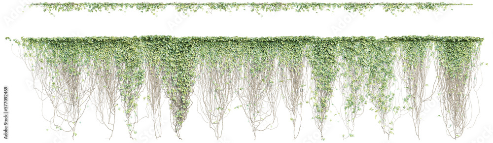 Photo & Art Print creeper plants with transparent background, 3d ...