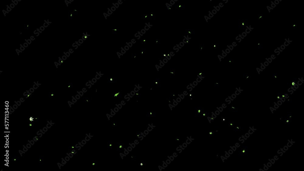 Marijuana leaves fly on a black background. The explosion of marijuana ...