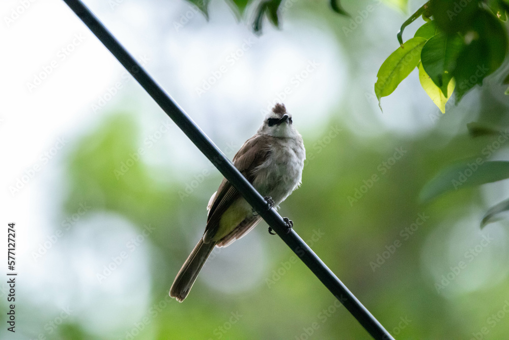 The yellow-vented bulbul (Pycnonotus goiavier), or eastern yellow ...