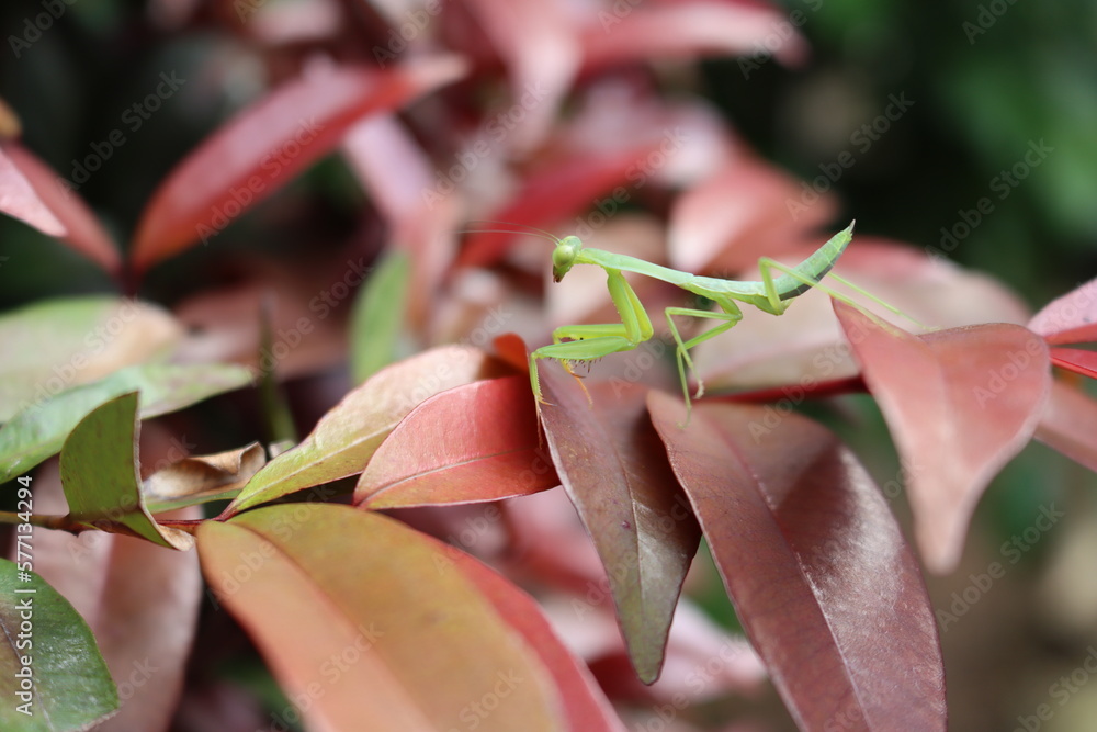 Foto de The praying mantis is seen standing on its long, slender legs ...