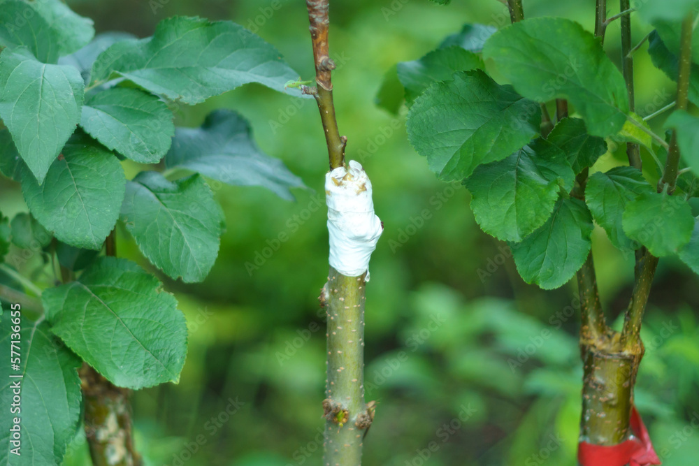 A trunk of a young apple tree. Branches of a young fruit apple tree in ...