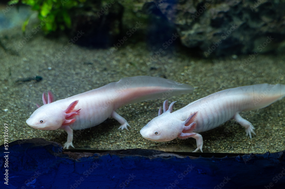 Axolotl aquarium, salamander, nature, tank. Cute axolotl exotic ...
