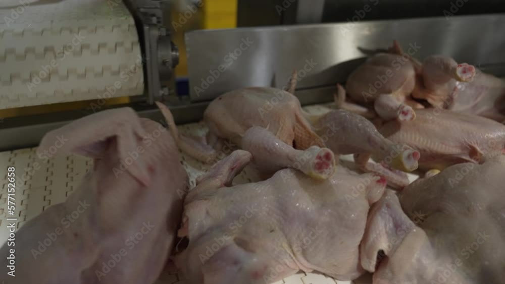 meat processing plant, butchered fresh chicken carcasses without ...