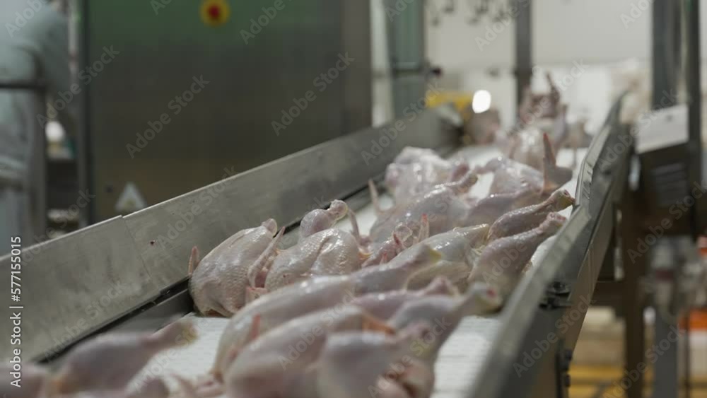 meat processing plant, butchered fresh chicken carcasses without ...