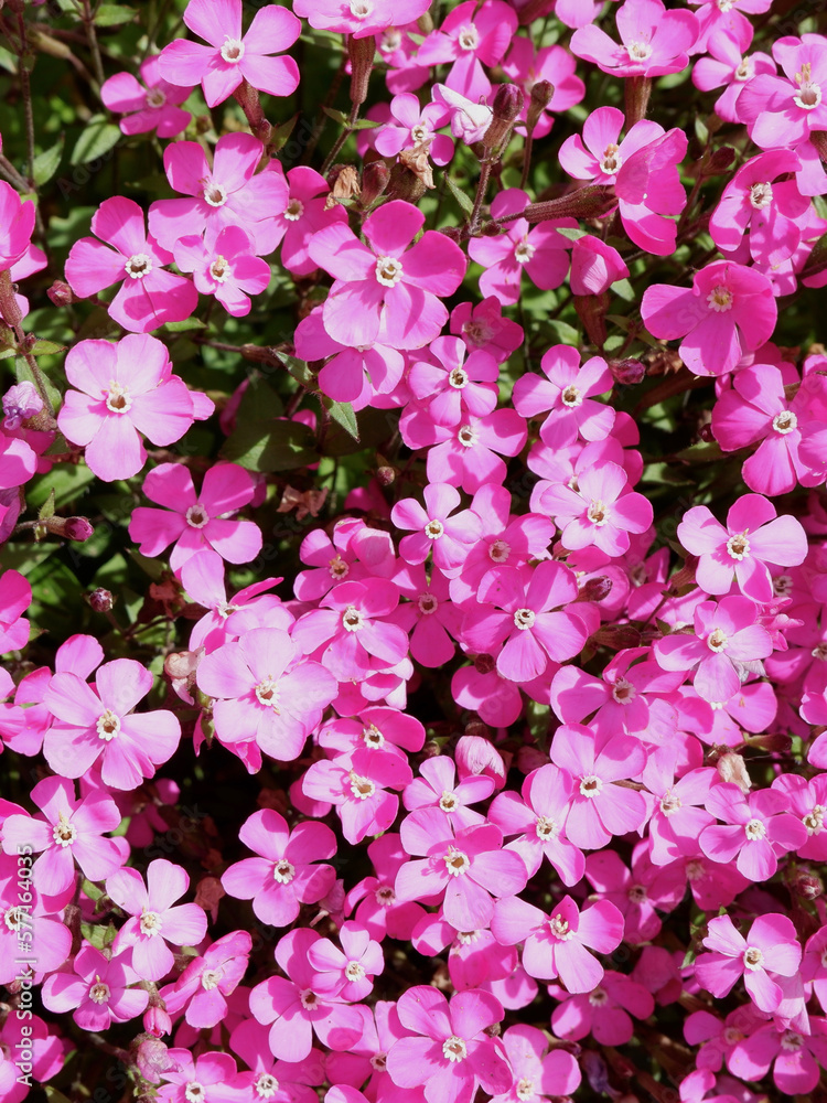 Vivid pink flowers of viscaria occulata plant also known as rose of ...