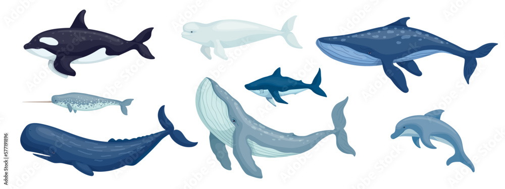 Set of aquatic mammals, predatory fish.Cartoon vector graphics. Stock ...