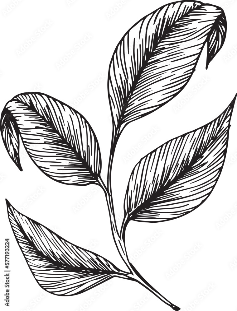 Hand drawn set of different leaves isolated on white background ...