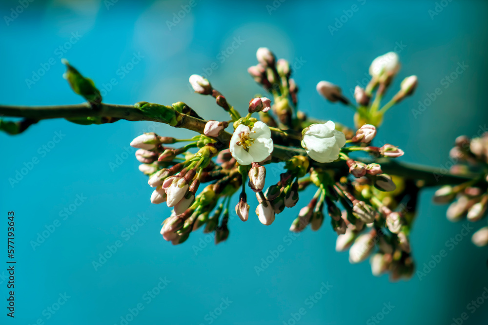 Beautiful, Spring White Blooms-Tree Branch with Robins Egg Blue–Wedding ...