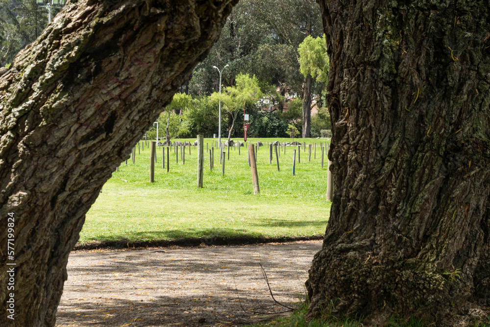 Marco natural de árboles viendo el parque Stock Photo | Adobe Stock