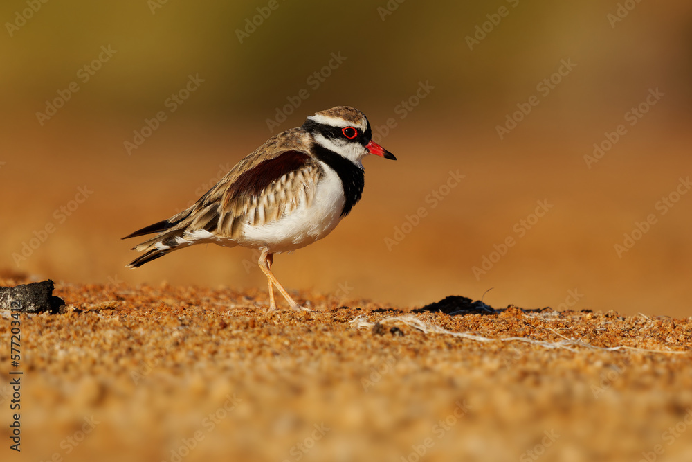 Black-fronted Dotterel - Elseyornis melanops small plover wader in the ...
