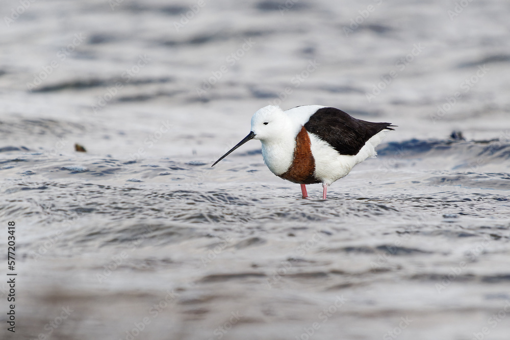 Banded Stilt - Cladorhynchus leucocephalus nomadic wader bird of the ...