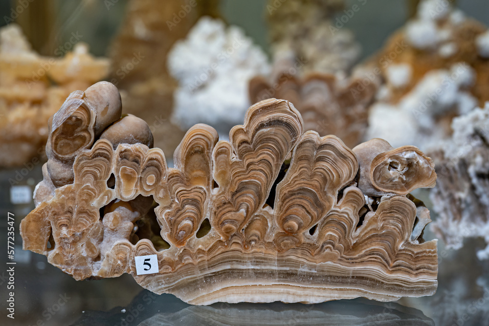 Cross section of a stalagmite. Stock Photo | Adobe Stock