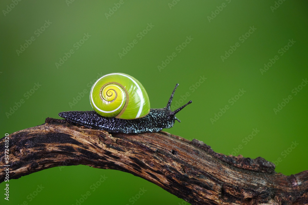 Cuban snail (Polymita picta) world most beautiful land snails from Cuba ...