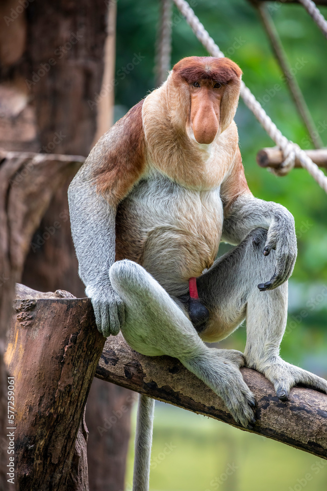 The proboscis monkey stands on the branch. It is a reddish-brown ...
