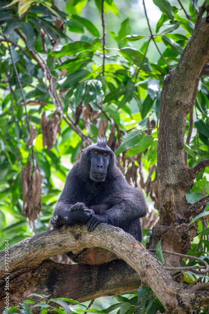 The Celebes crested macaque (Macaca nigra) is an Old World monkey that ...