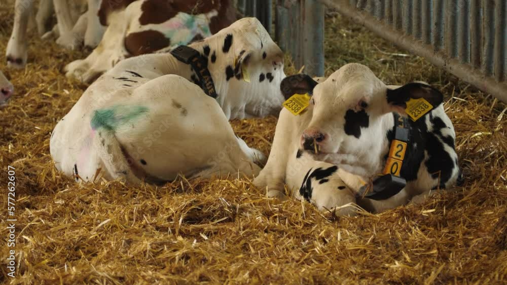 Young domestic cow or bull calves chew some silage or hay at cowhouse ...