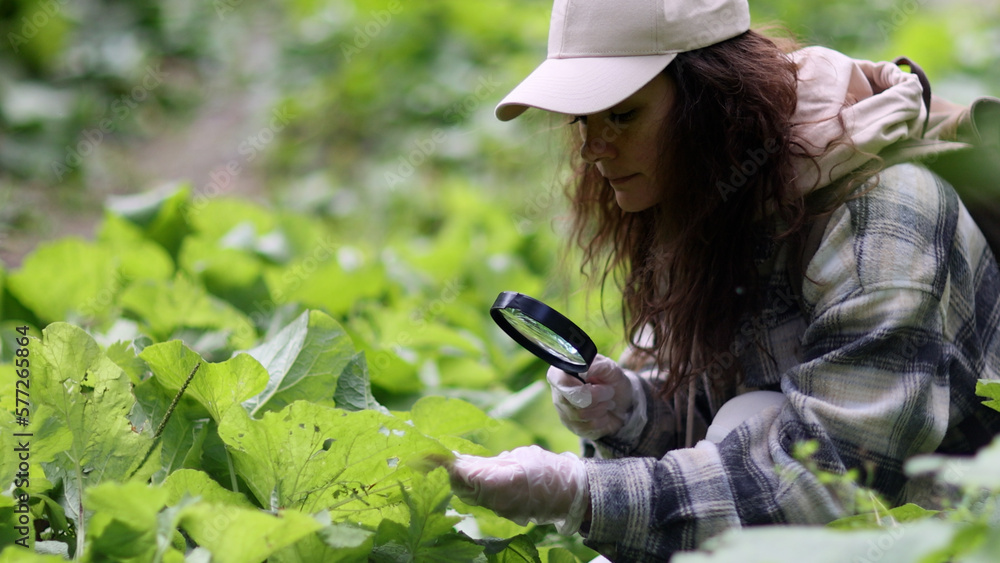 Female biologist is using a magnifying glass to look at plants with ...