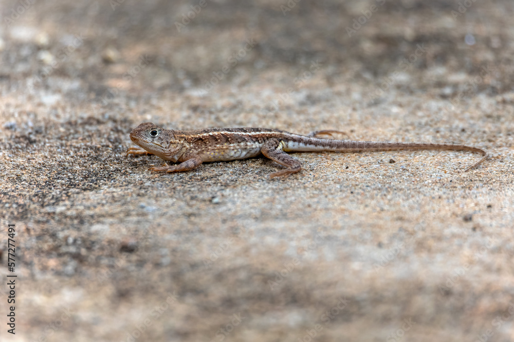 Chalarodon madagascariensis, endemic species of Malagasy terrestrial ...