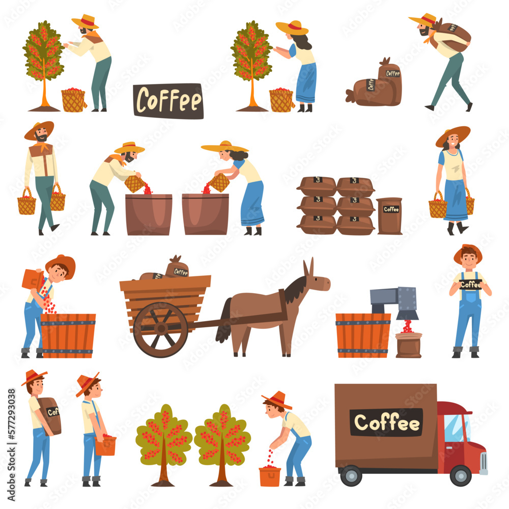 Coffee Production with Man and Woman Farmer Picking and Sorting Berry ...