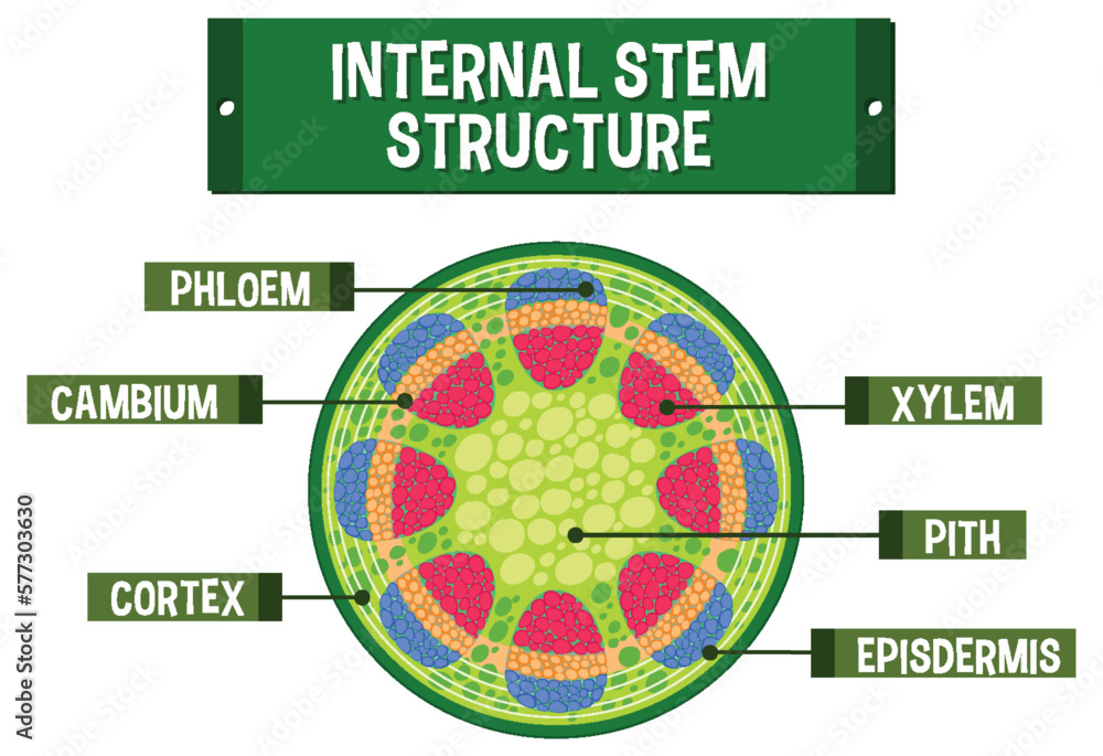 Poster Internal structure of stem diagram – Wall Art | UkPosters