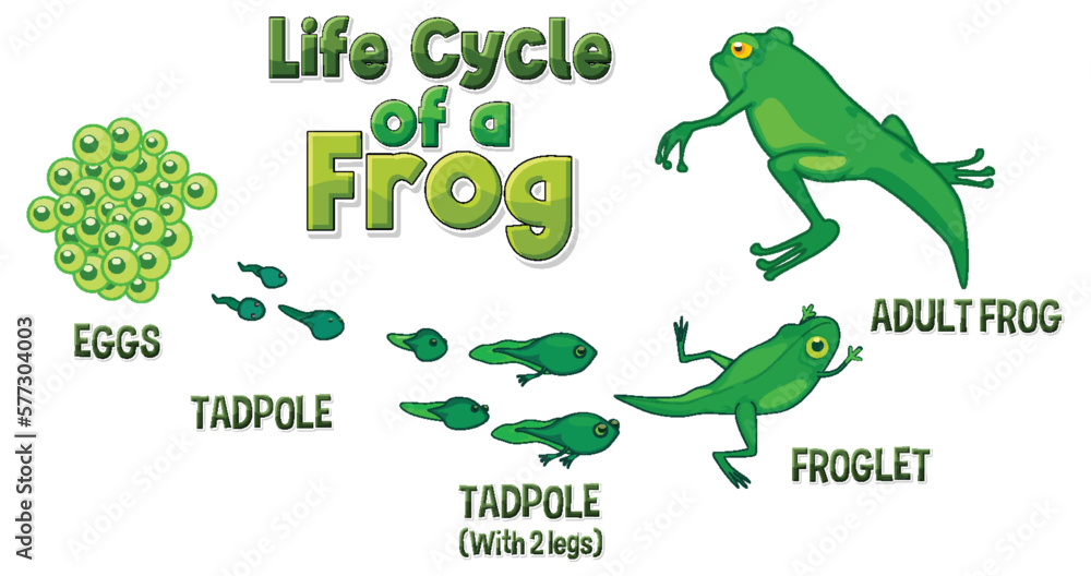 Frog Life Cycle Clipart