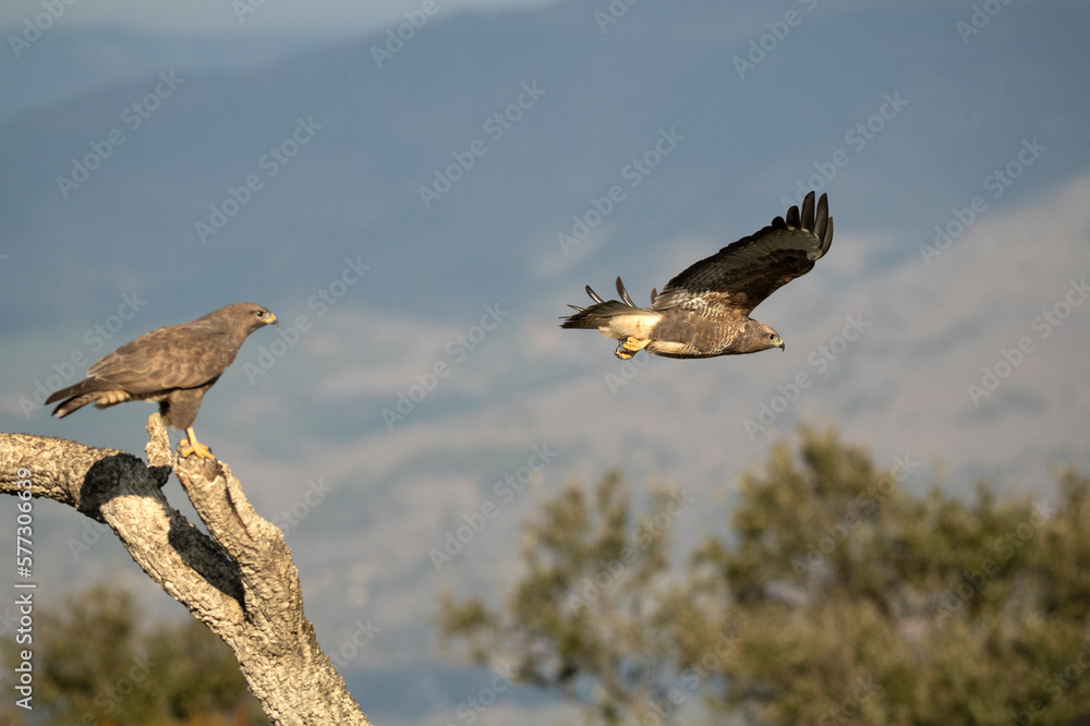 Male and female Common buzzard in the mating season in their territory ...
