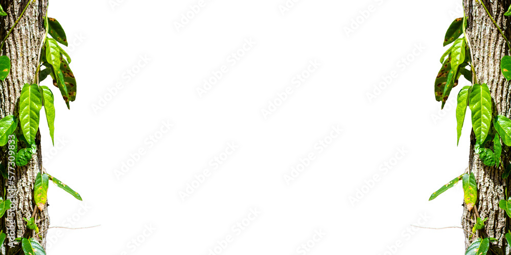 frame border of green leaves isolated on transparent background; spring ...