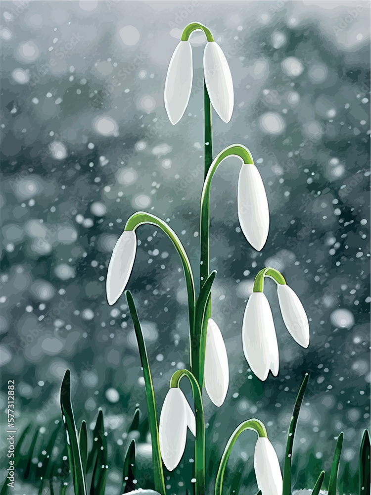 Snowfall Beautiful blooming snowdrop flowers in forest under snow ...