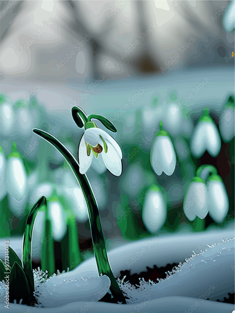Snowfall Beautiful blooming snowdrop flowers in forest under snow ...