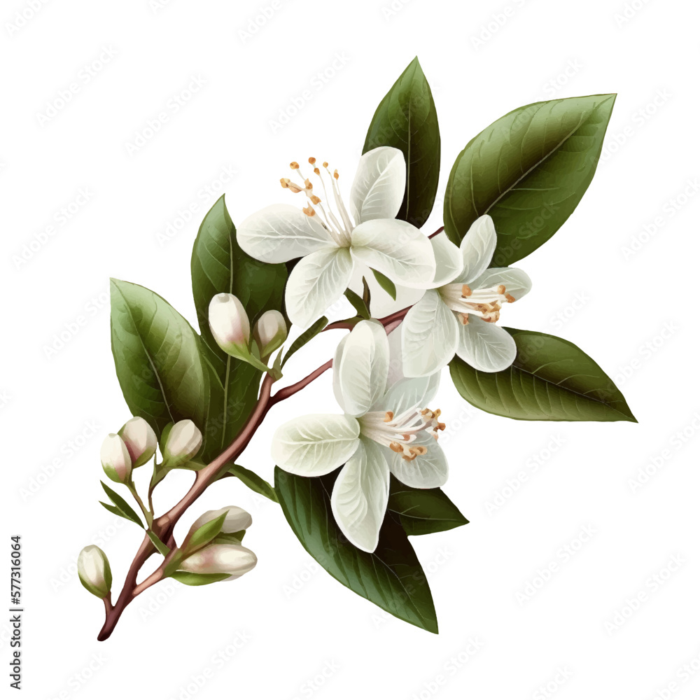Beautiful realistic illustration of blooming branch of jasmine tree ...