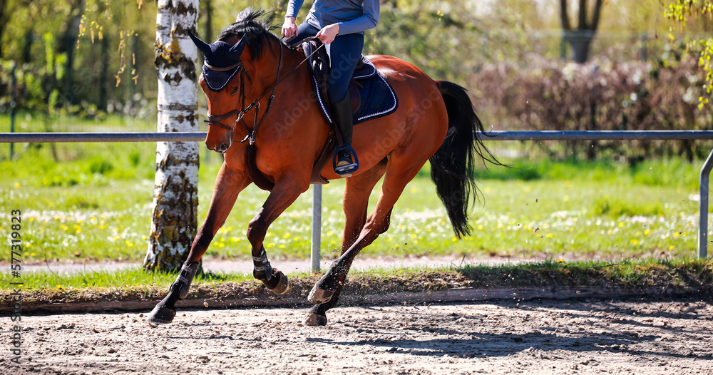 Horse with rider on the riding arena galloping, horse in support step ...
