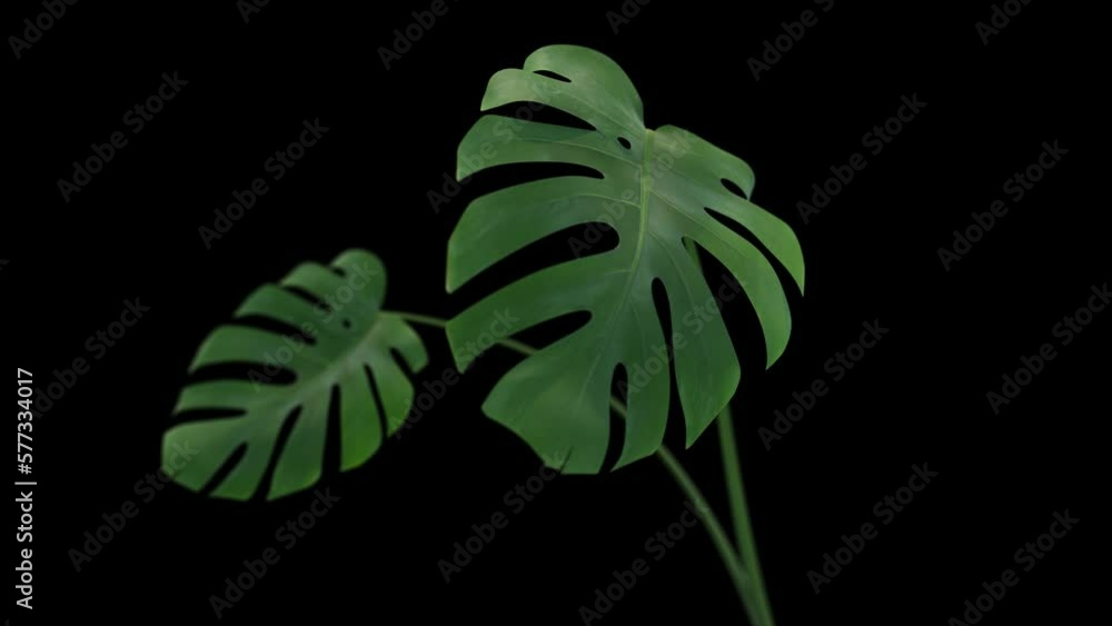 Monstera plant growing animation. Including alpha channel for ...