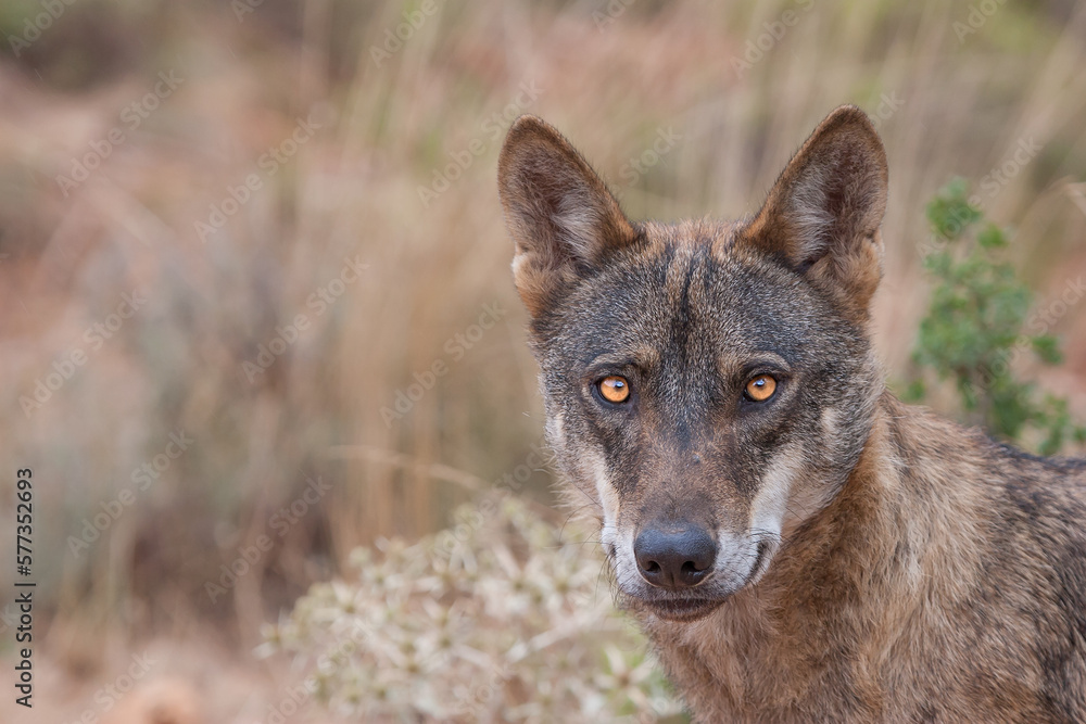 Lobo Iberico Stock Photo | Adobe Stock